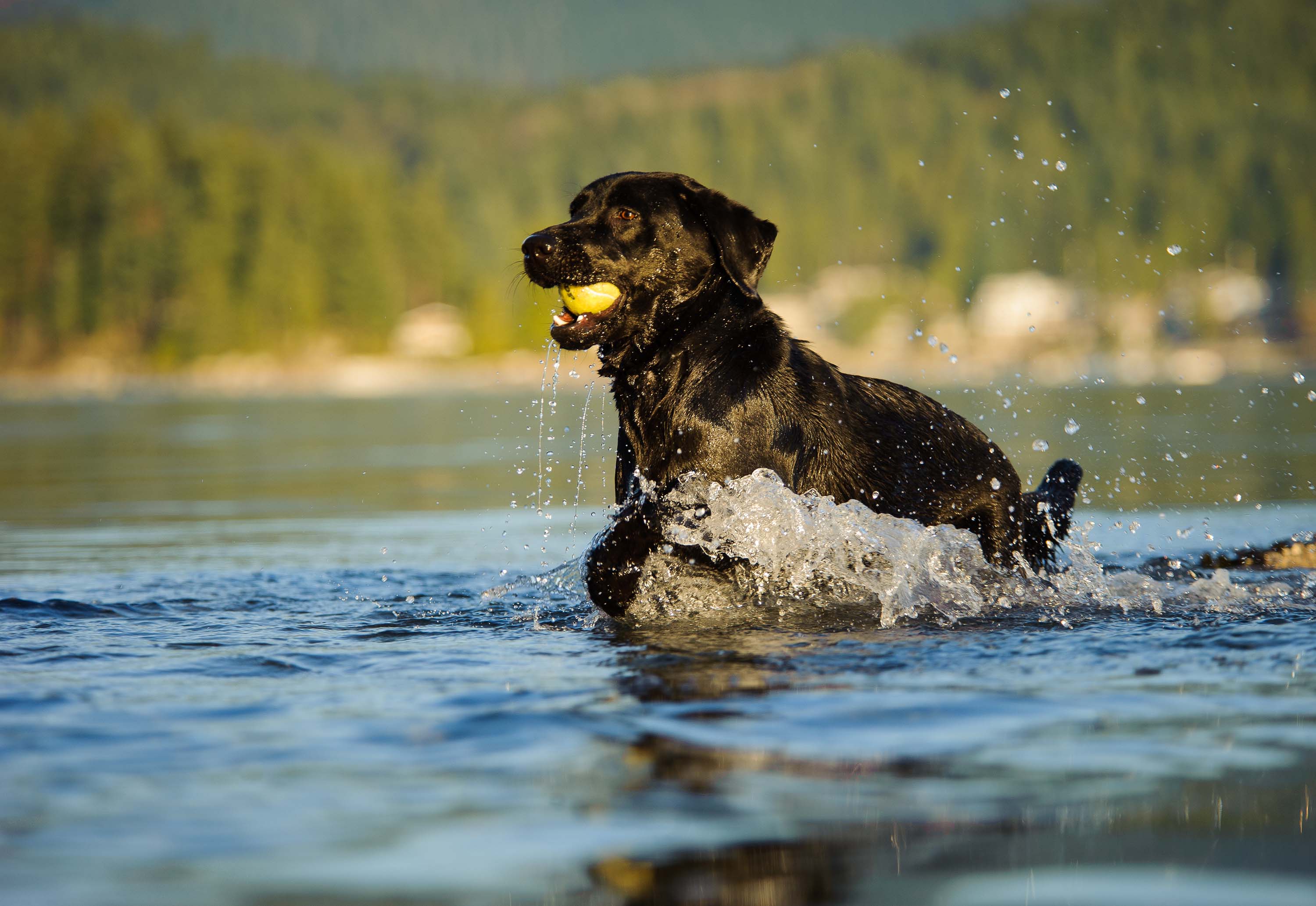 Lake Dog and Their People – Lake Dog and their people