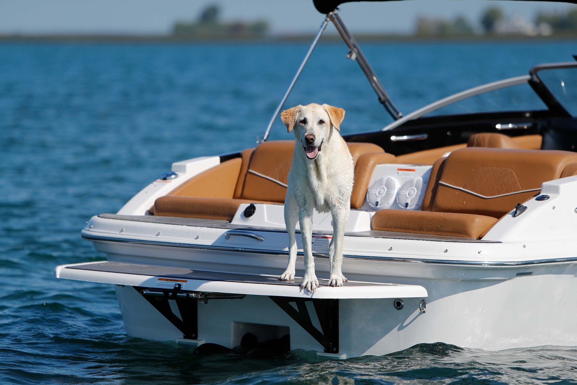 Lake Dog and Their People – Lake Dog and their people